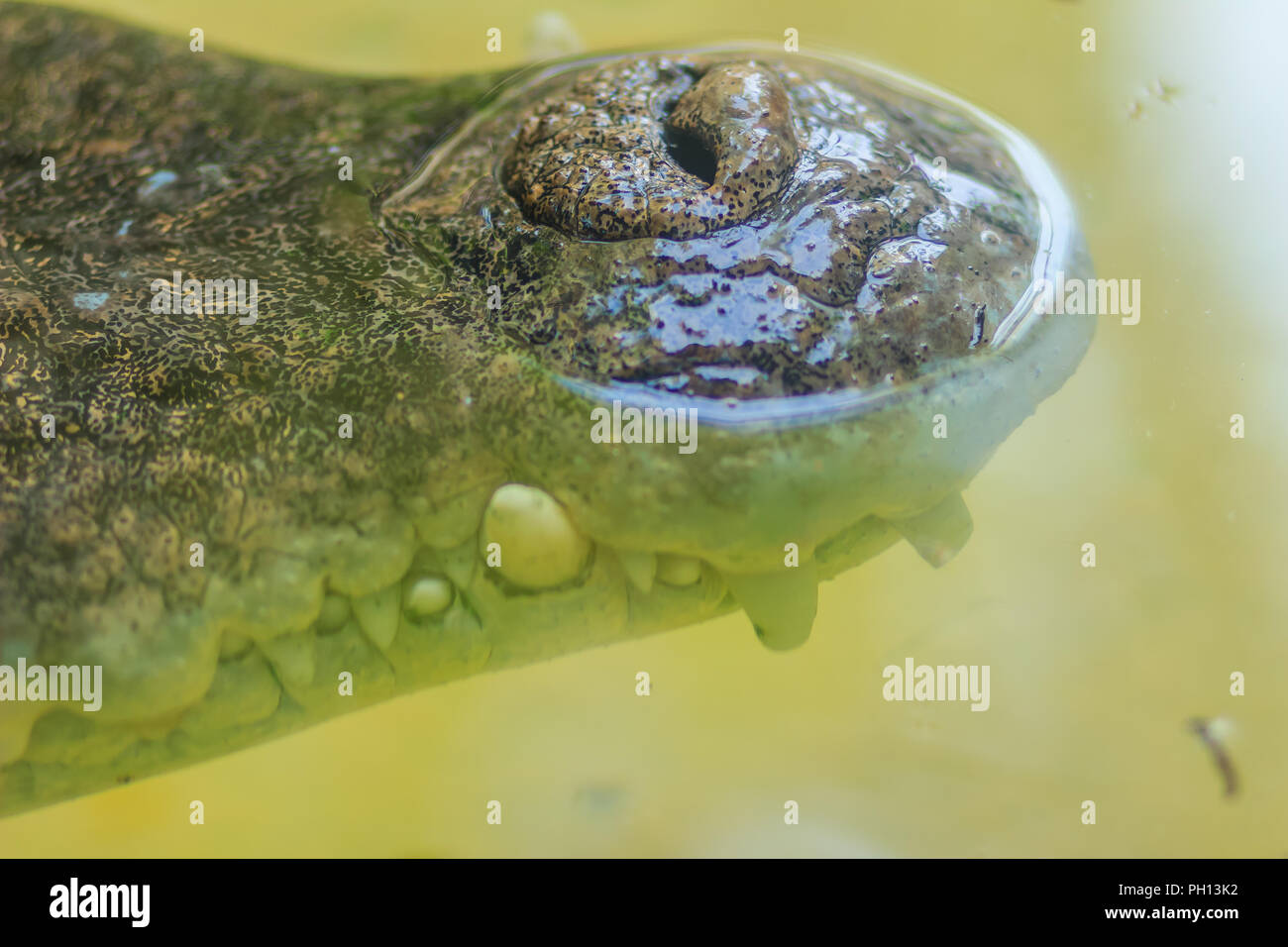 Nose of Saltwater or Estuarine Crocodile (crocodylus porosus) in the ...