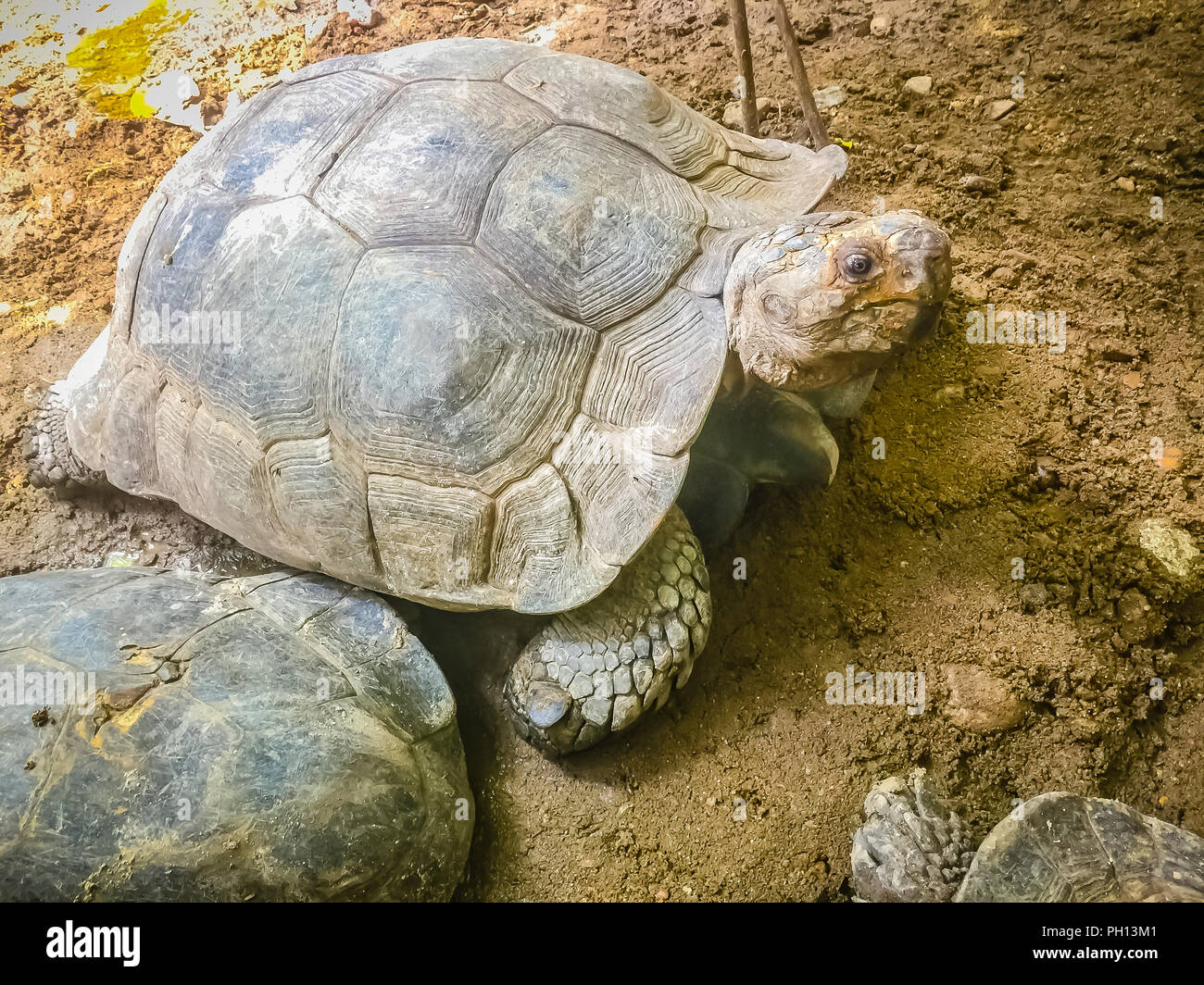 Brown Asian Giant Tortoise at the Public Zoo Stock Photo - Alamy