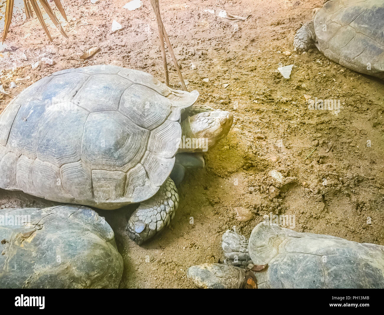 Asian giant tortoise asian brown hi-res stock photography and images ...
