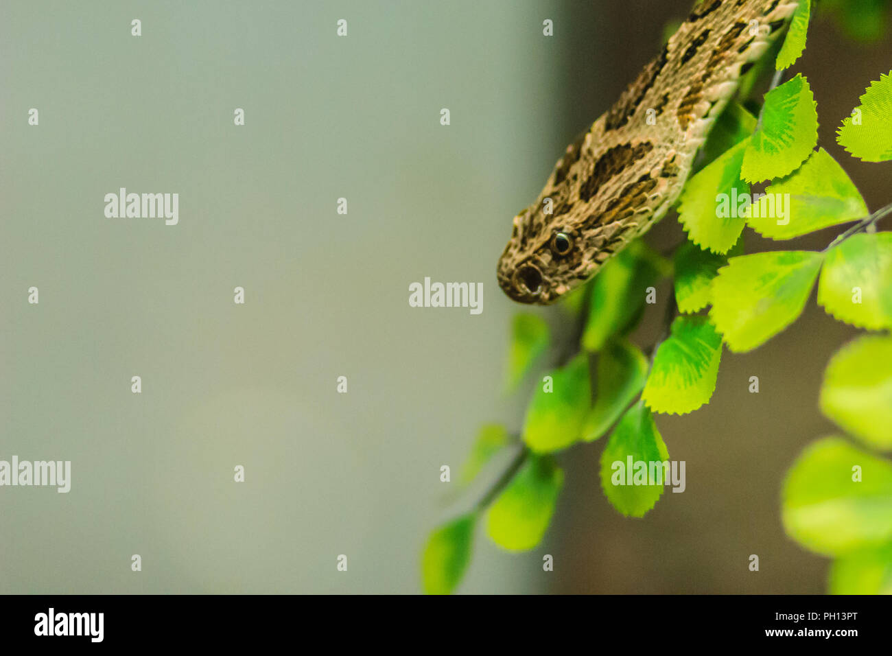 Daboia siamensis snake, a venomous viper species that is endemic to ...