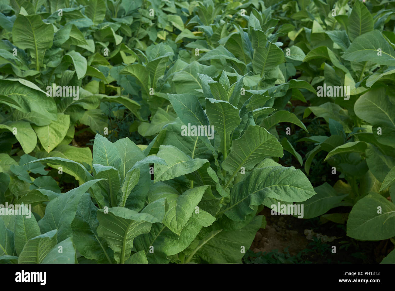 Tobacco crop hi-res stock photography and images - Alamy