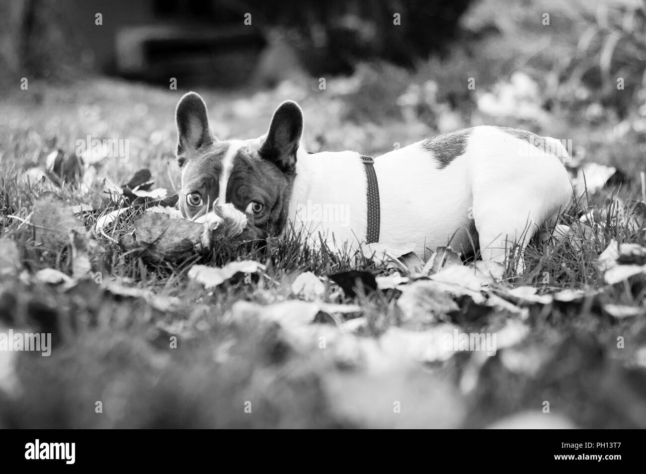 Young playful 6 month old French bulldog posing for my camera and ...