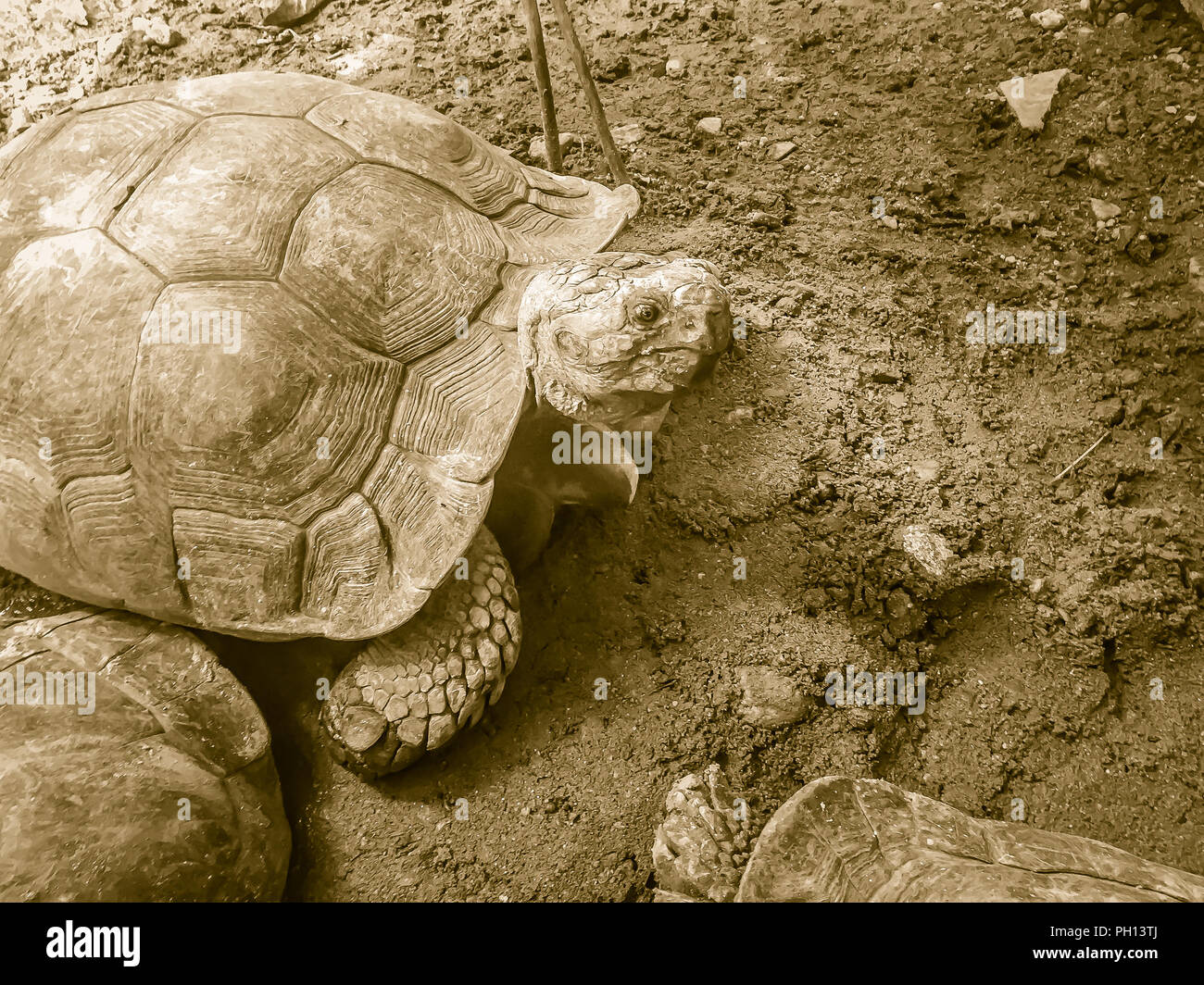 Brown Asian Giant Tortoise at the Public Zoo Stock Photo - Alamy