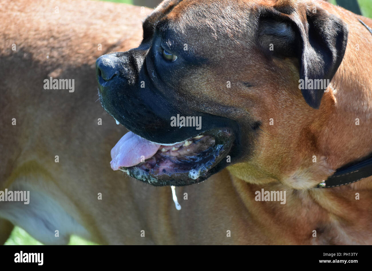 A hot day with a drooling English mastiff dog Stock Photo - Alamy
