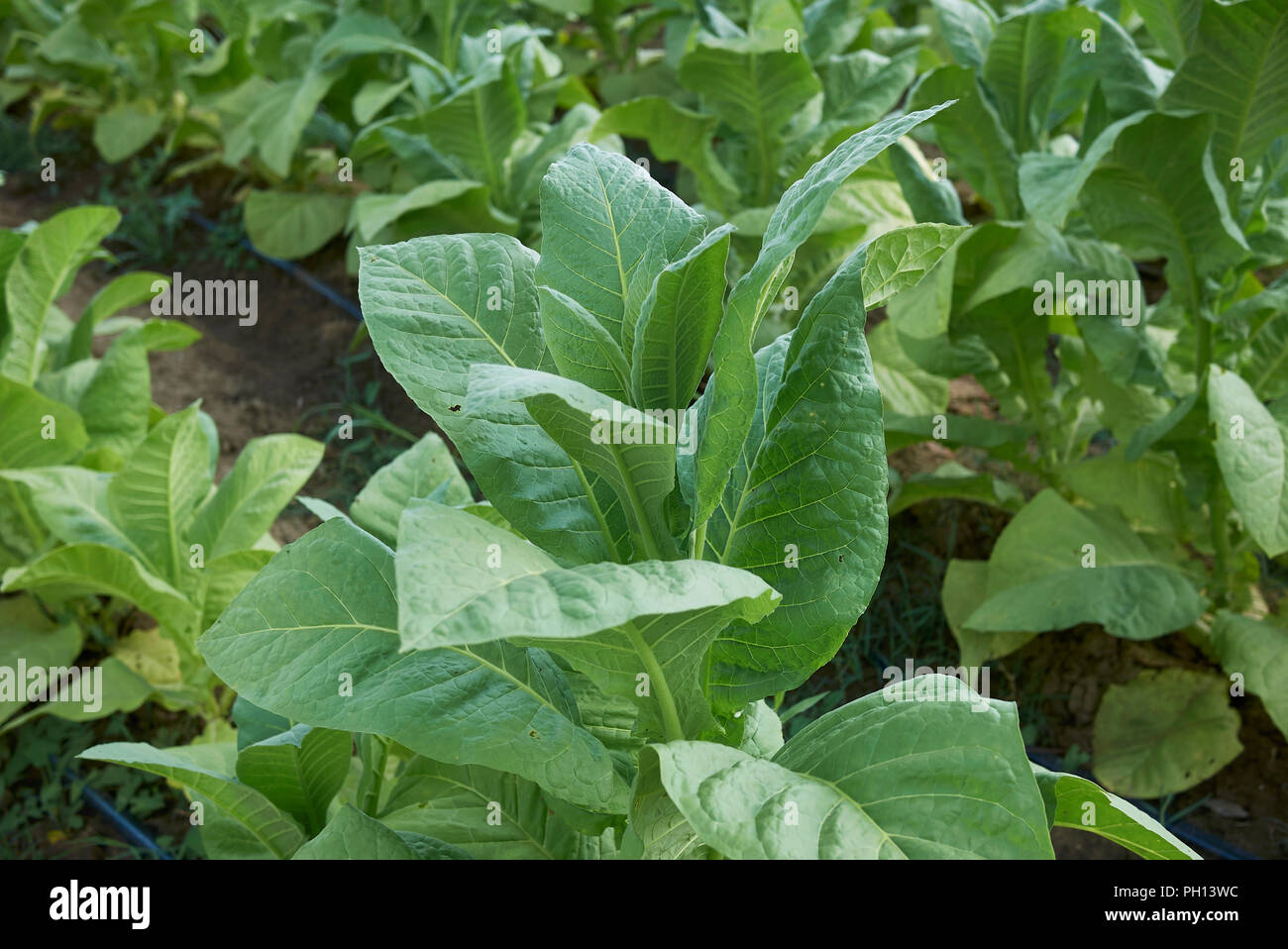 tobacco crop in Italy Stock Photo - Alamy