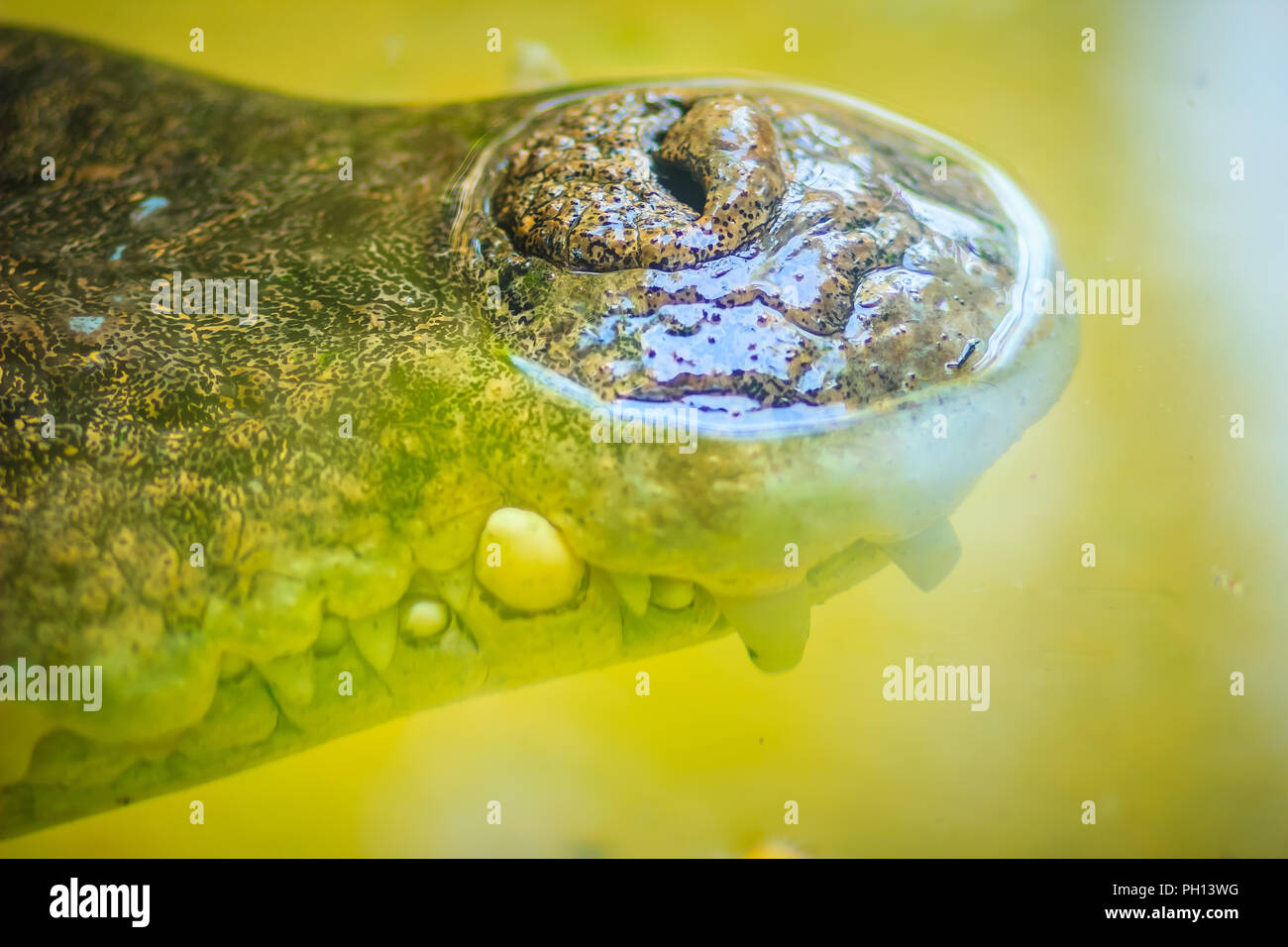 Nose of Saltwater or Estuarine Crocodile (crocodylus porosus) in the ...