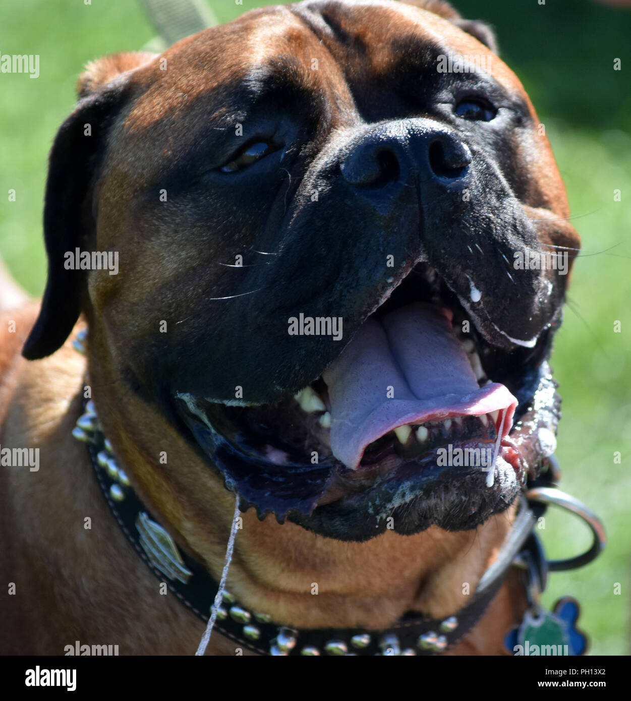 Drooling Dog Stock Photos & Drooling Dog Stock Images - Alamy