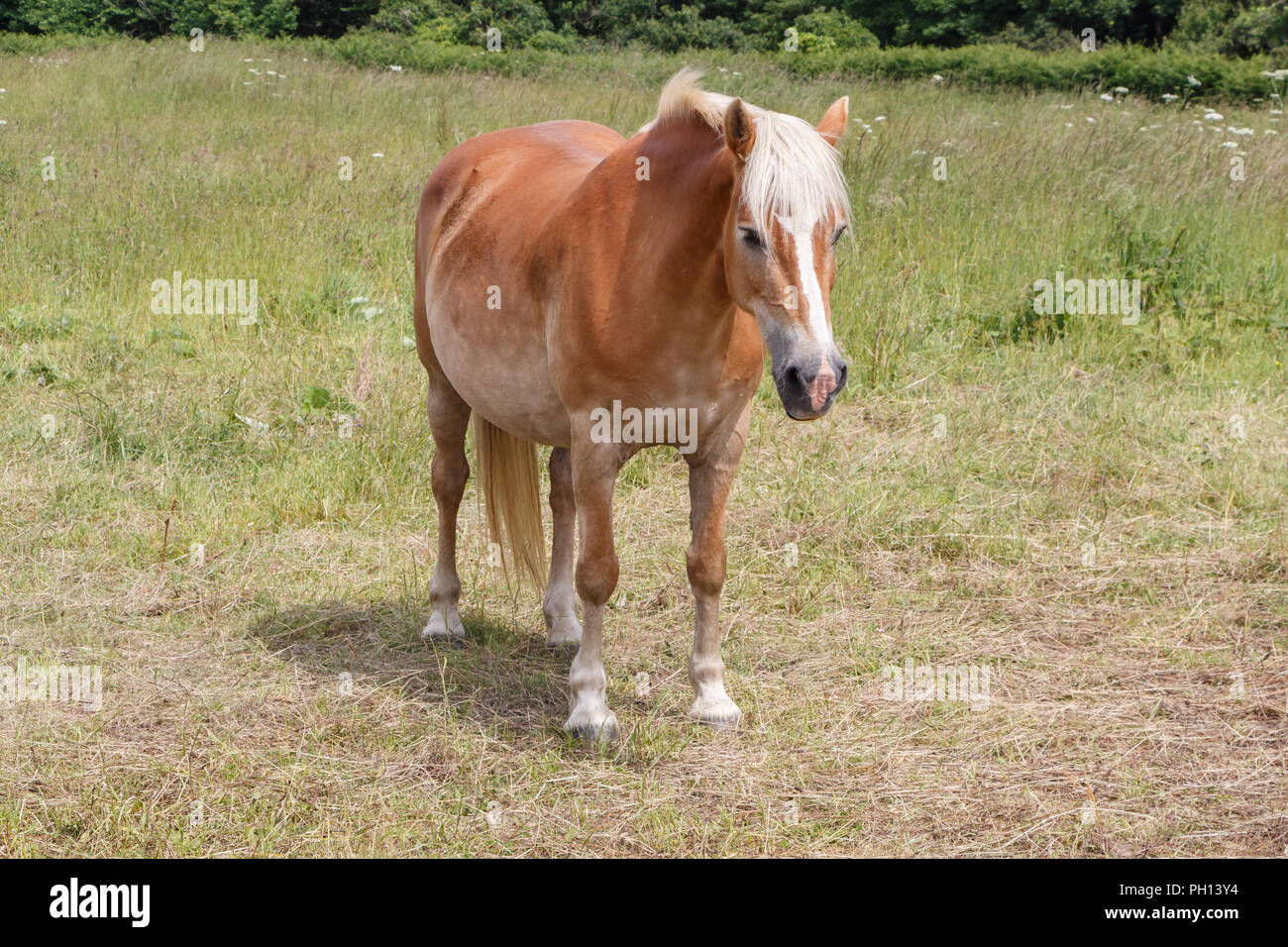 Haflinger pony hi-res stock photography and images - Alamy