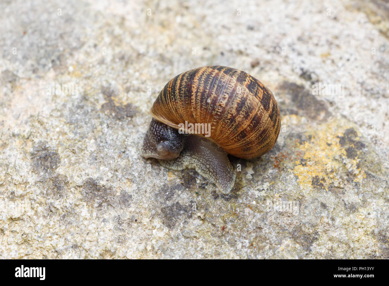 Snail on the stone of a wall in France Stock Photo - Alamy