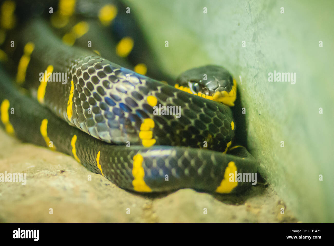 Scary Boiga dendrophila, commonly called the mangrove snake or gold ...