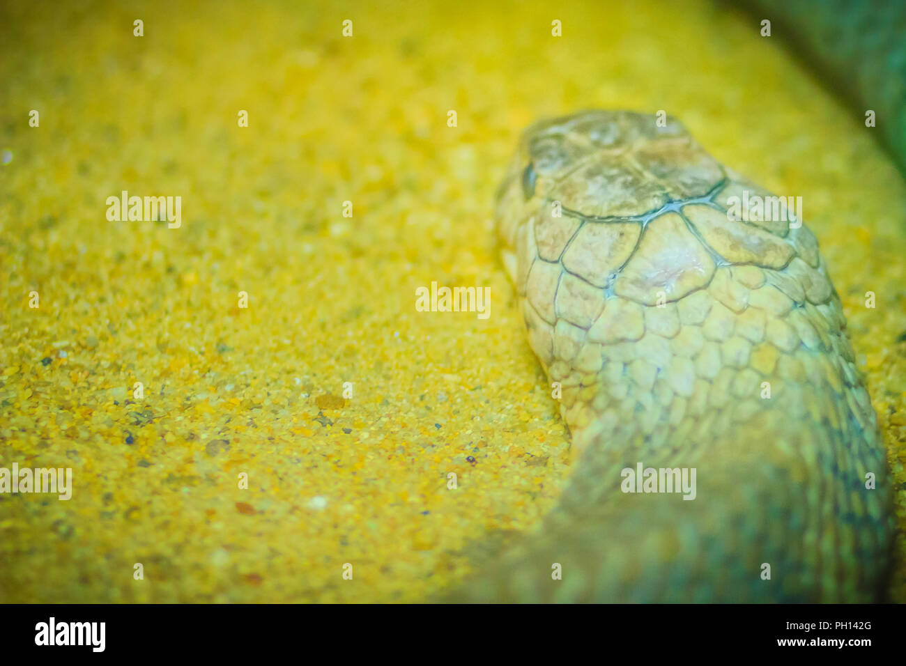 White king cobra head. King Cobra (Ophiophagus hannah), the world's ...
