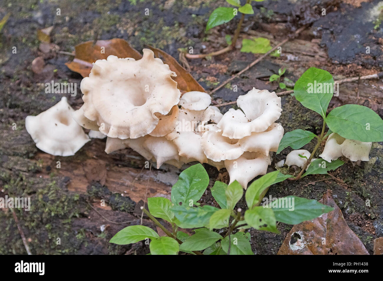 Unusual Fungus in the Rain Forest in La Selva Biological Reserve in ...