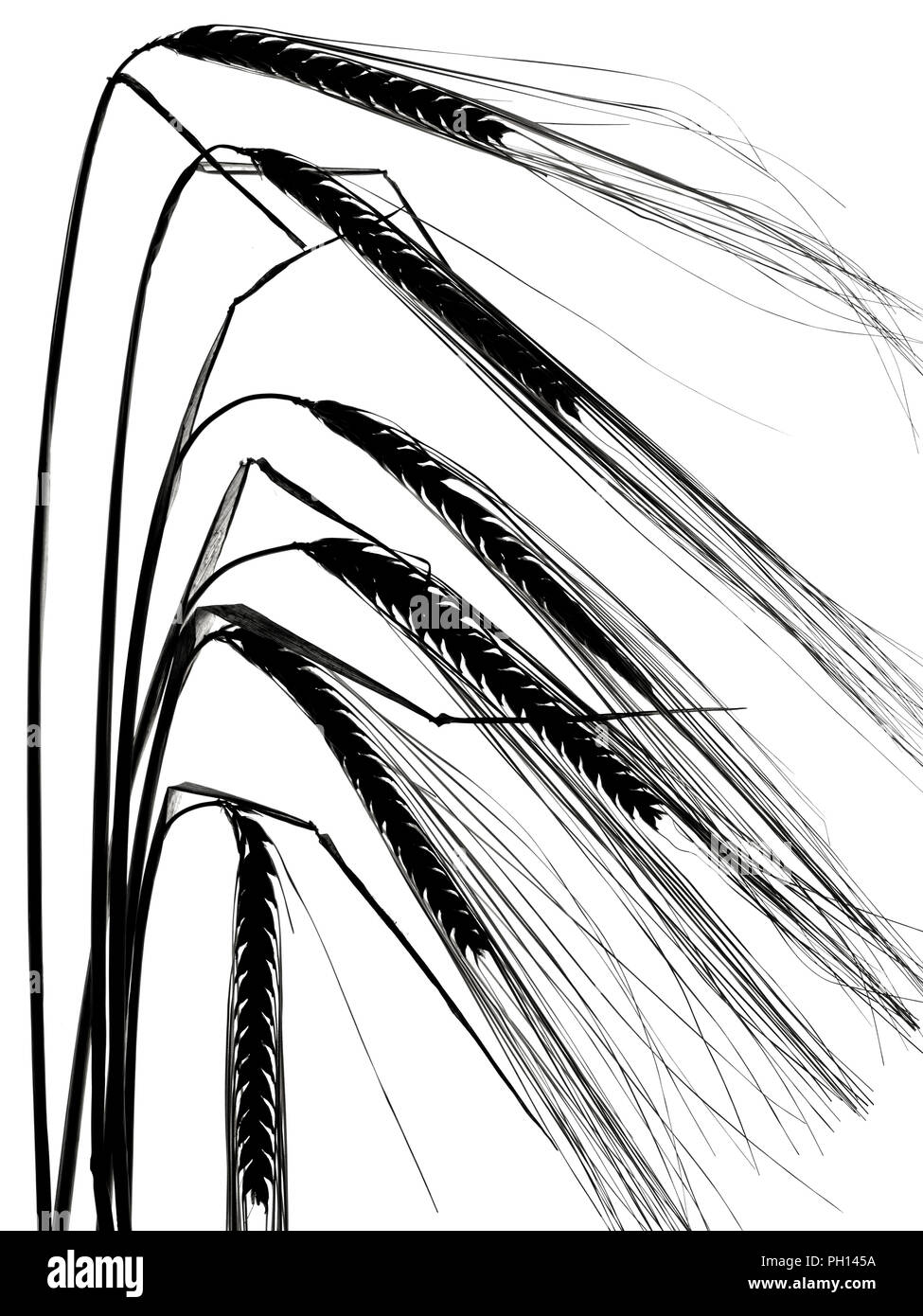 Black white pattern mature Cut Out Stock Images & Pictures - Alamy