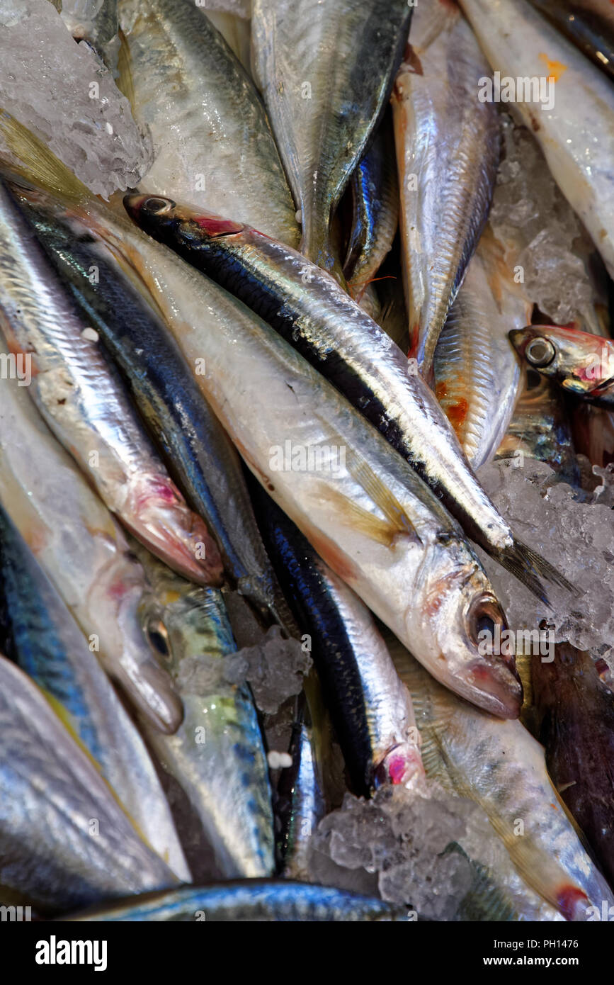 Bologna Fresh Fish Market Italy Stock Photos & Bologna Fresh Fish ...