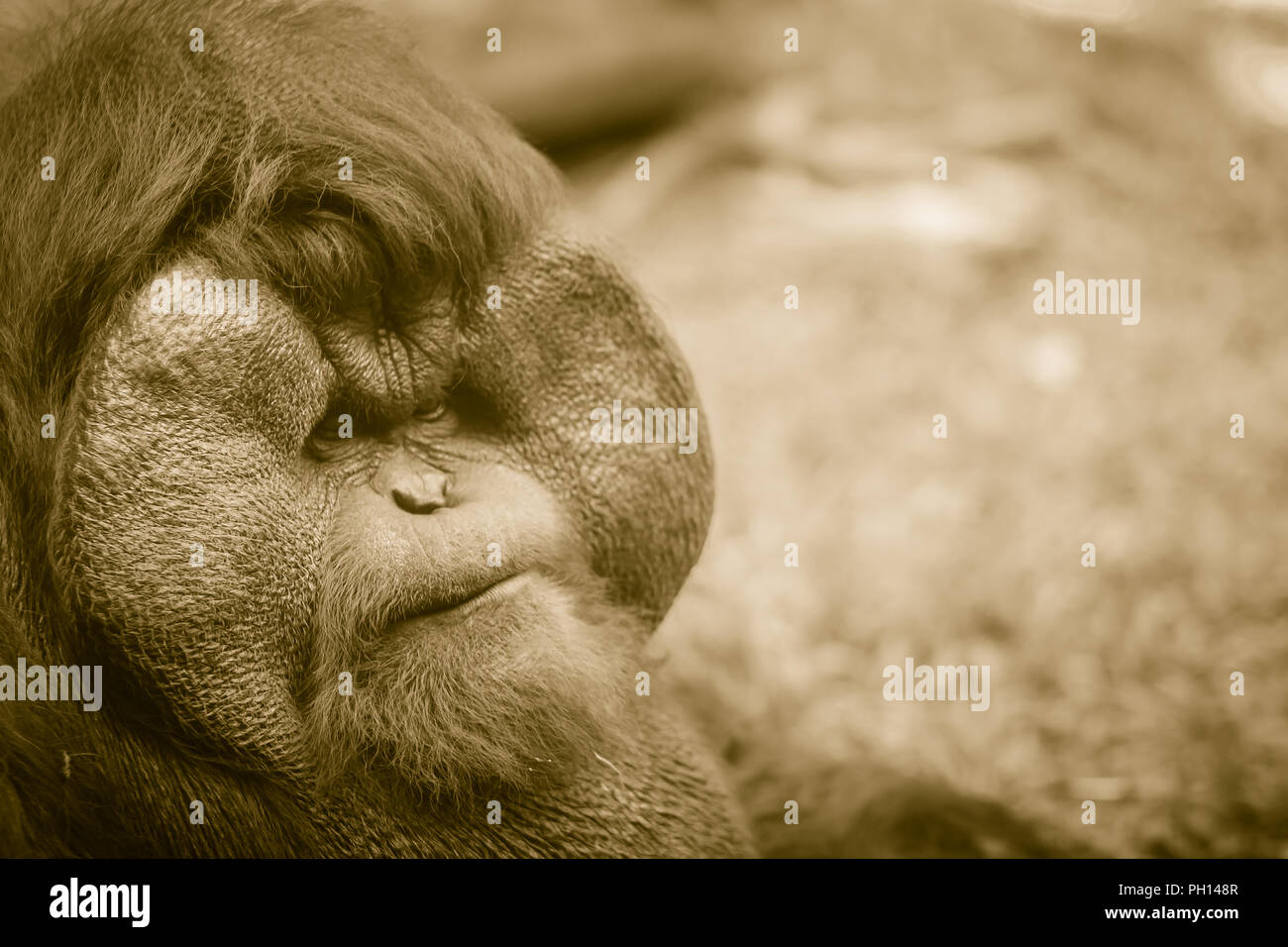 Close up to face of dominant male, Bornean orangutan (Pongo pygmaeus ...