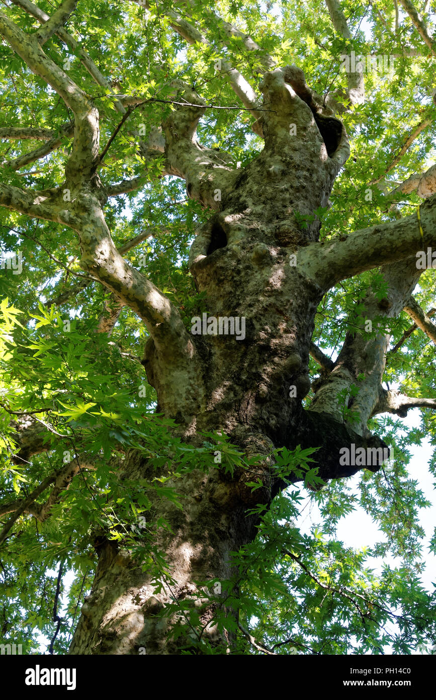 M orientalis hi-res stock photography and images - Alamy