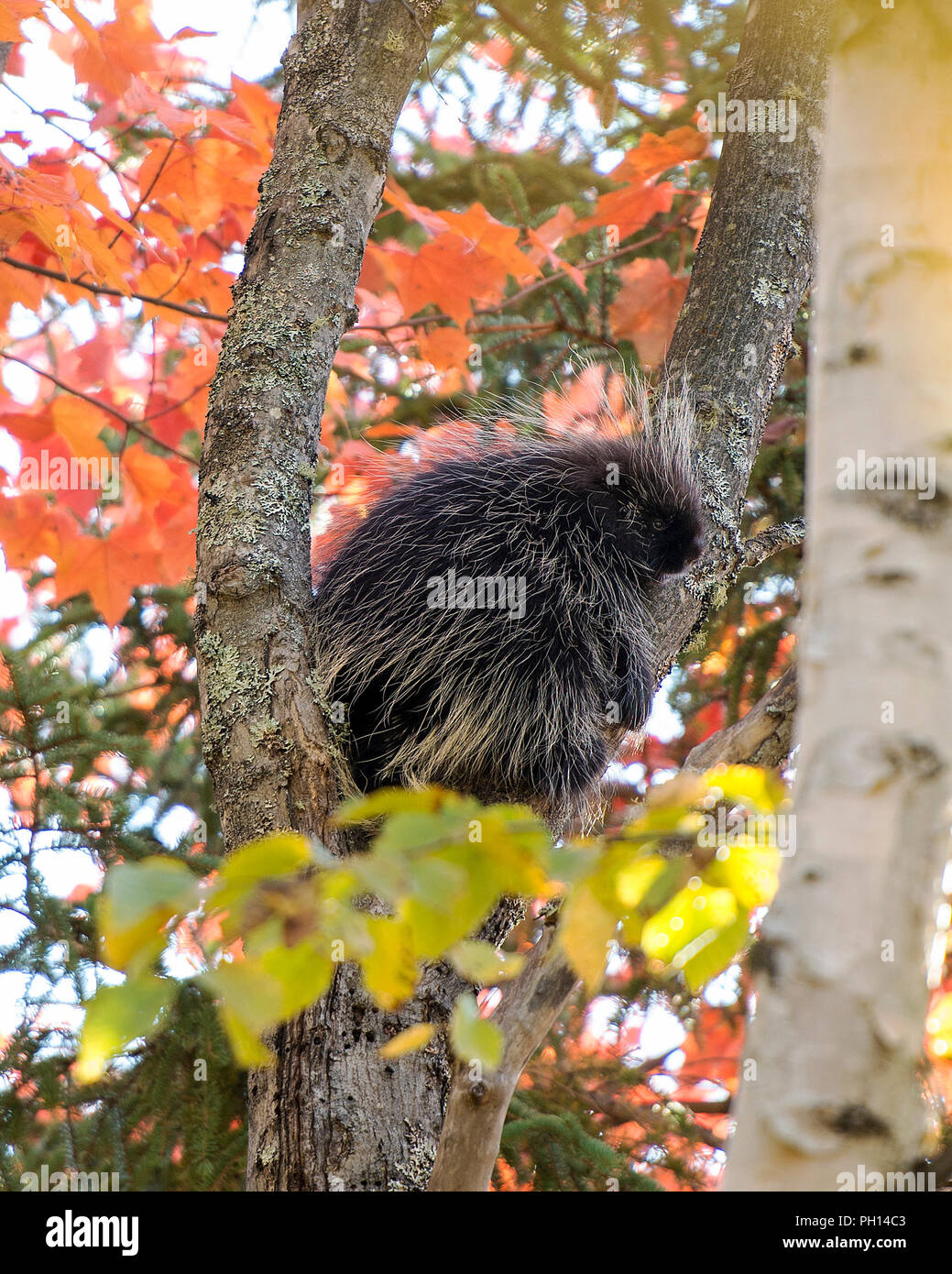 Porcupine tree hi-res stock photography and images - Alamy