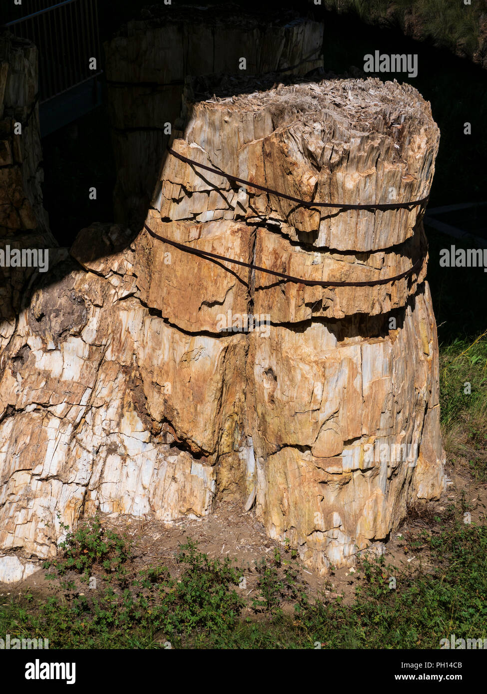 Petrified tree stumps hi-res stock photography and images - Alamy