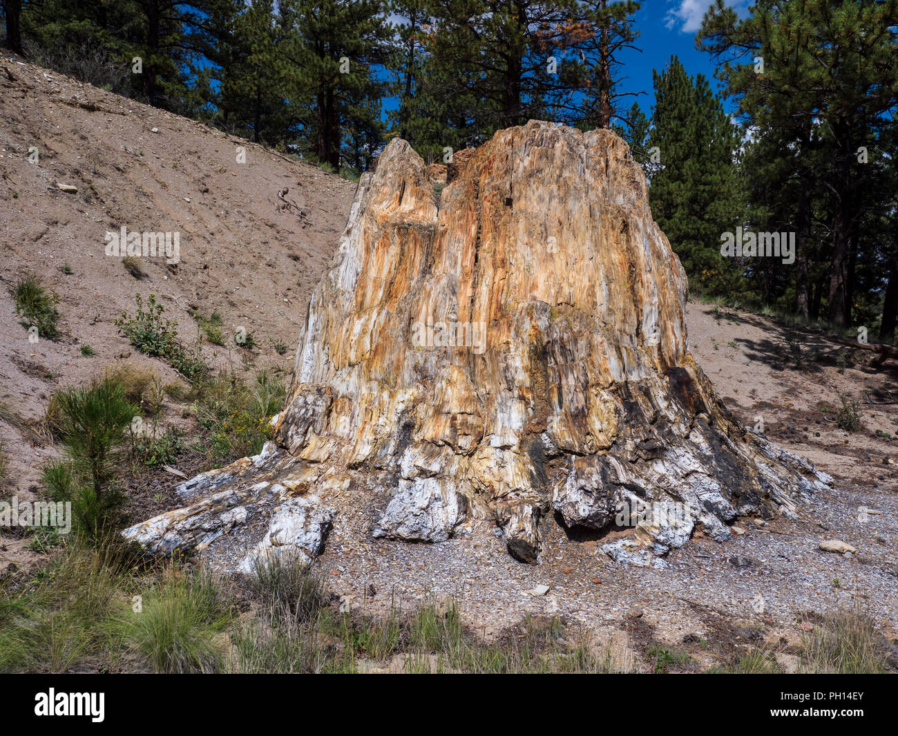 The Big Stump, petrified redwood, Petrified Forest Loop trail ...