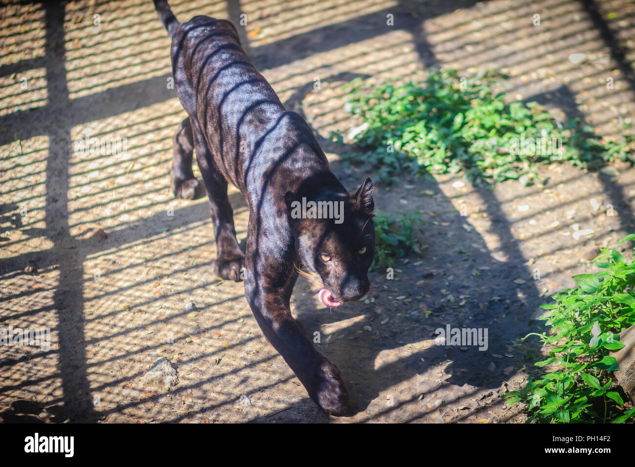 A black panther in the cage, the melanistic color variant of any ...