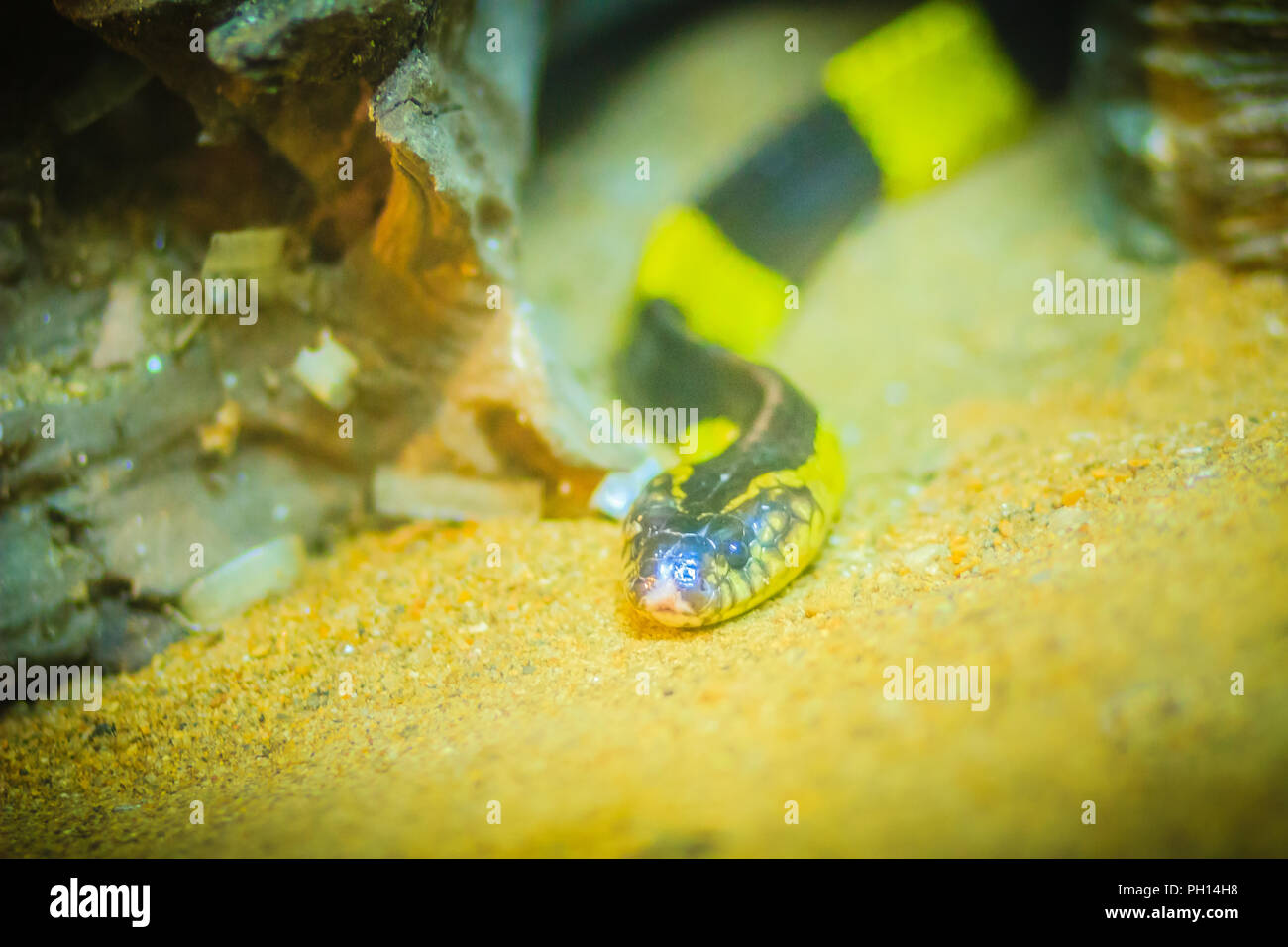 The banded krait (Bungarus fasciatus) is a species of elapid snake ...