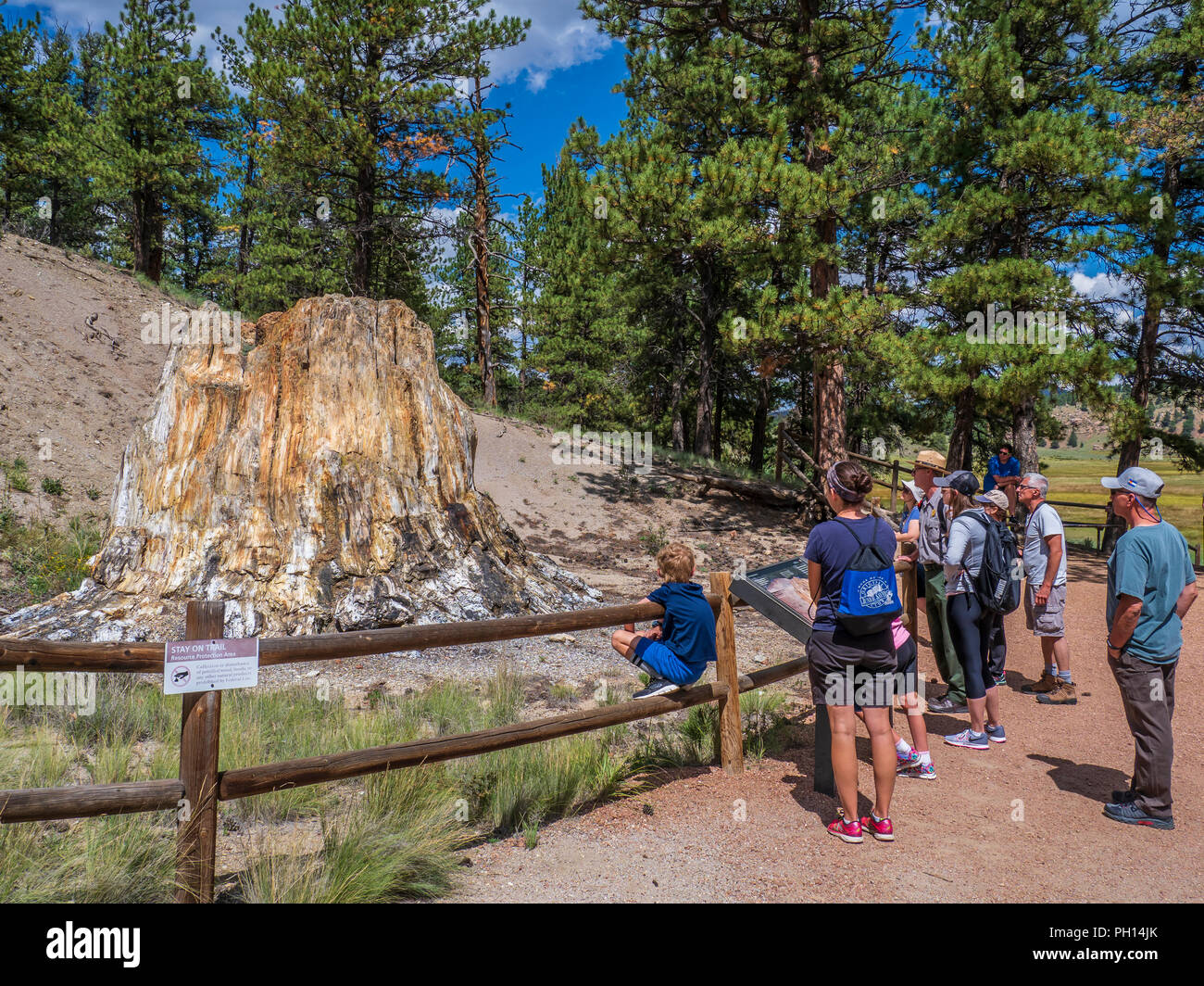Ranger leads group at the Big Stump, petrified redwood, Petrified ...