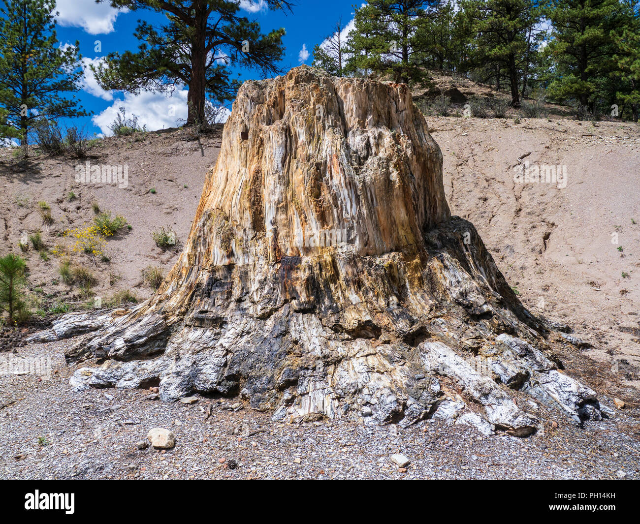 Fossil tree stump hi-res stock photography and images - Alamy
