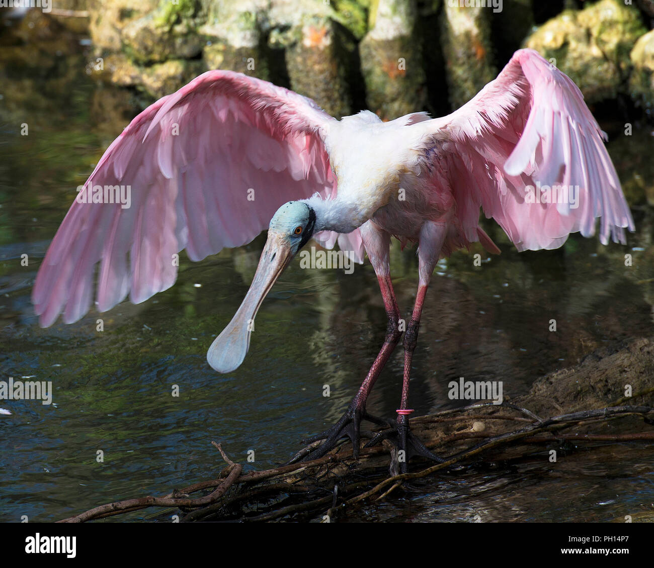 Roseate Spoonbill bird with spread wings with a background enjoying its ...