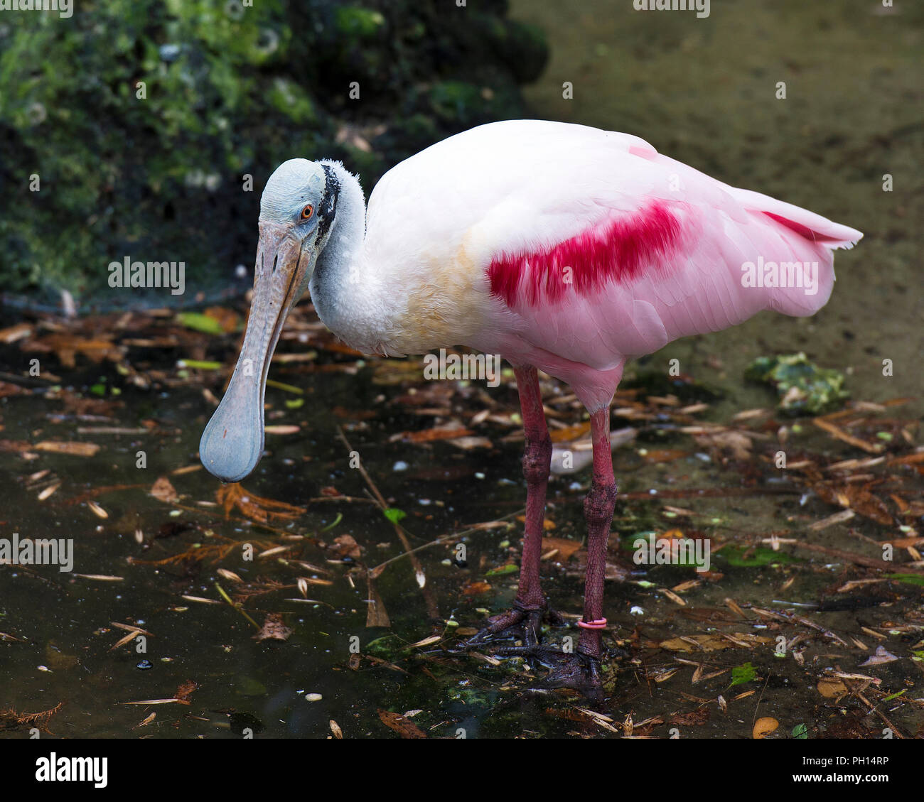 Roseate Spoonbill bird enjoying its surrounding Stock Photo - Alamy