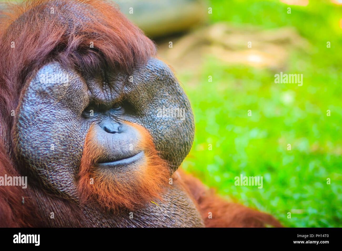 Male has large cheek pads hi-res stock photography and images - Alamy
