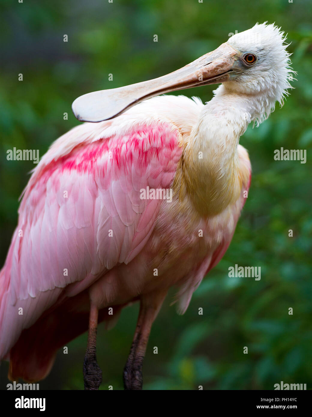 Roseate Spoonbill bird close up enjoying its surrounding Stock Photo ...