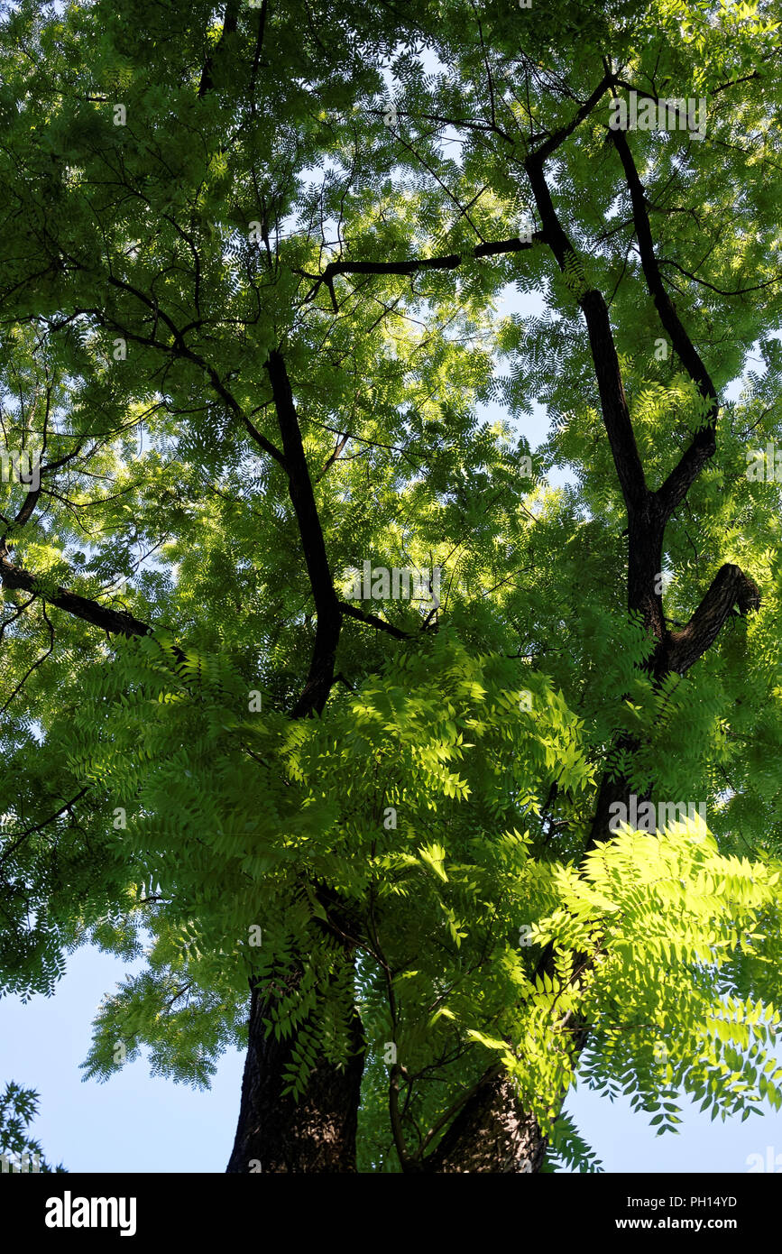Juglans nigra, the eastern black walnut, is a species of deciduous tree ...