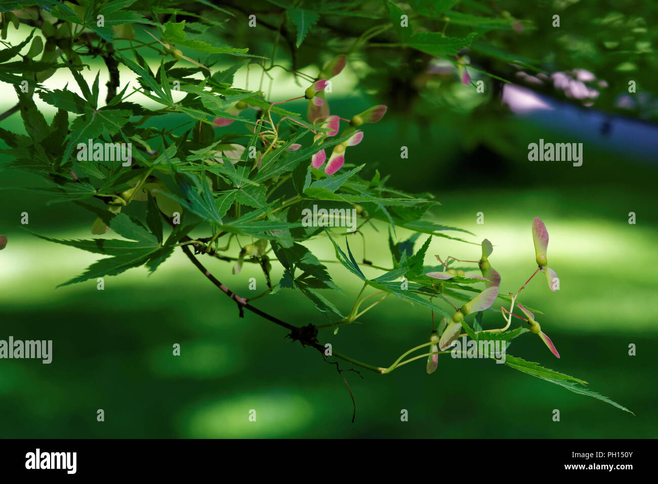 Fruits of Japanese maple, Acer palmatum Stock Photo - Alamy
