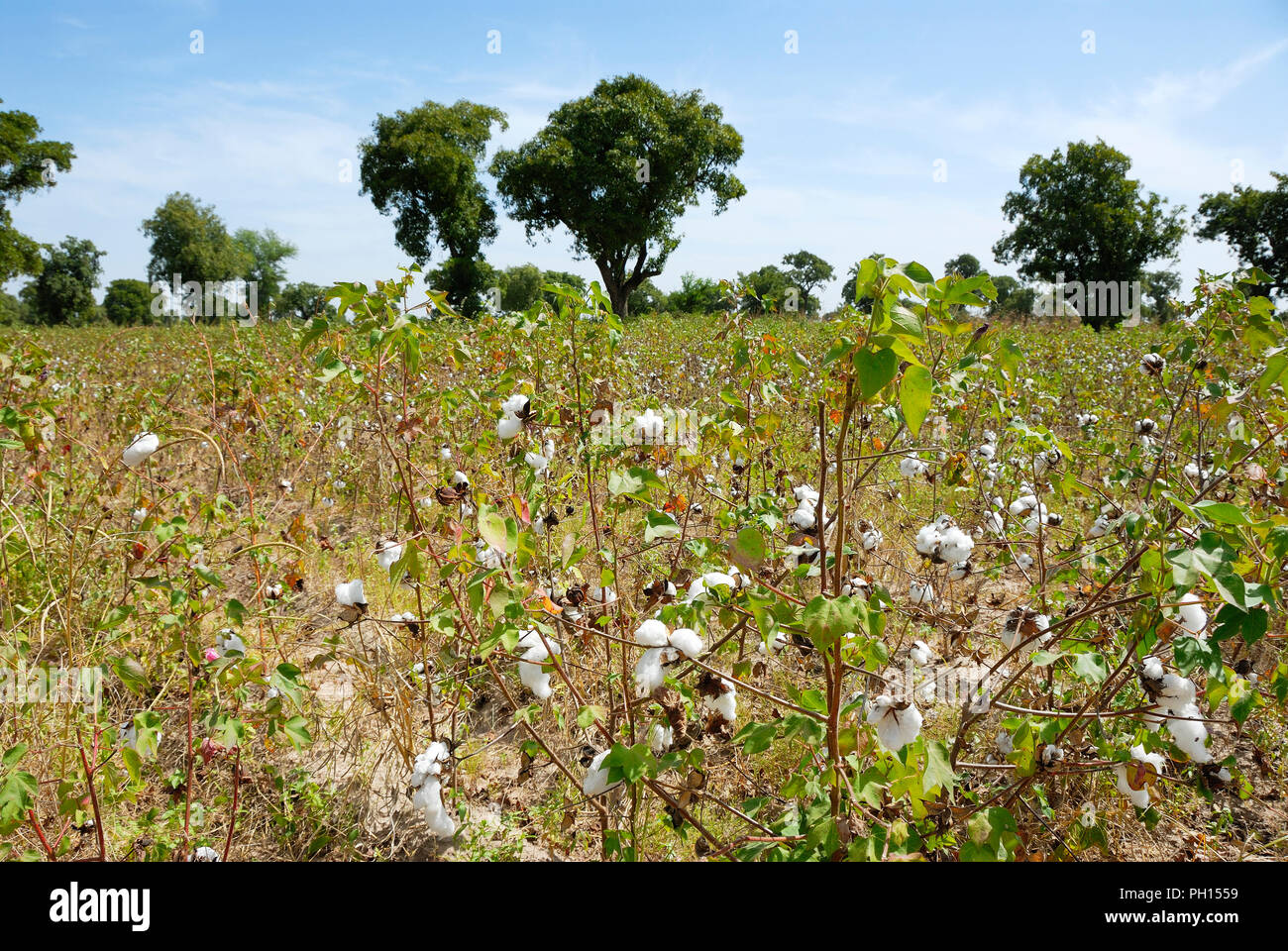 African cotton harvest hi-res stock photography and images - Alamy