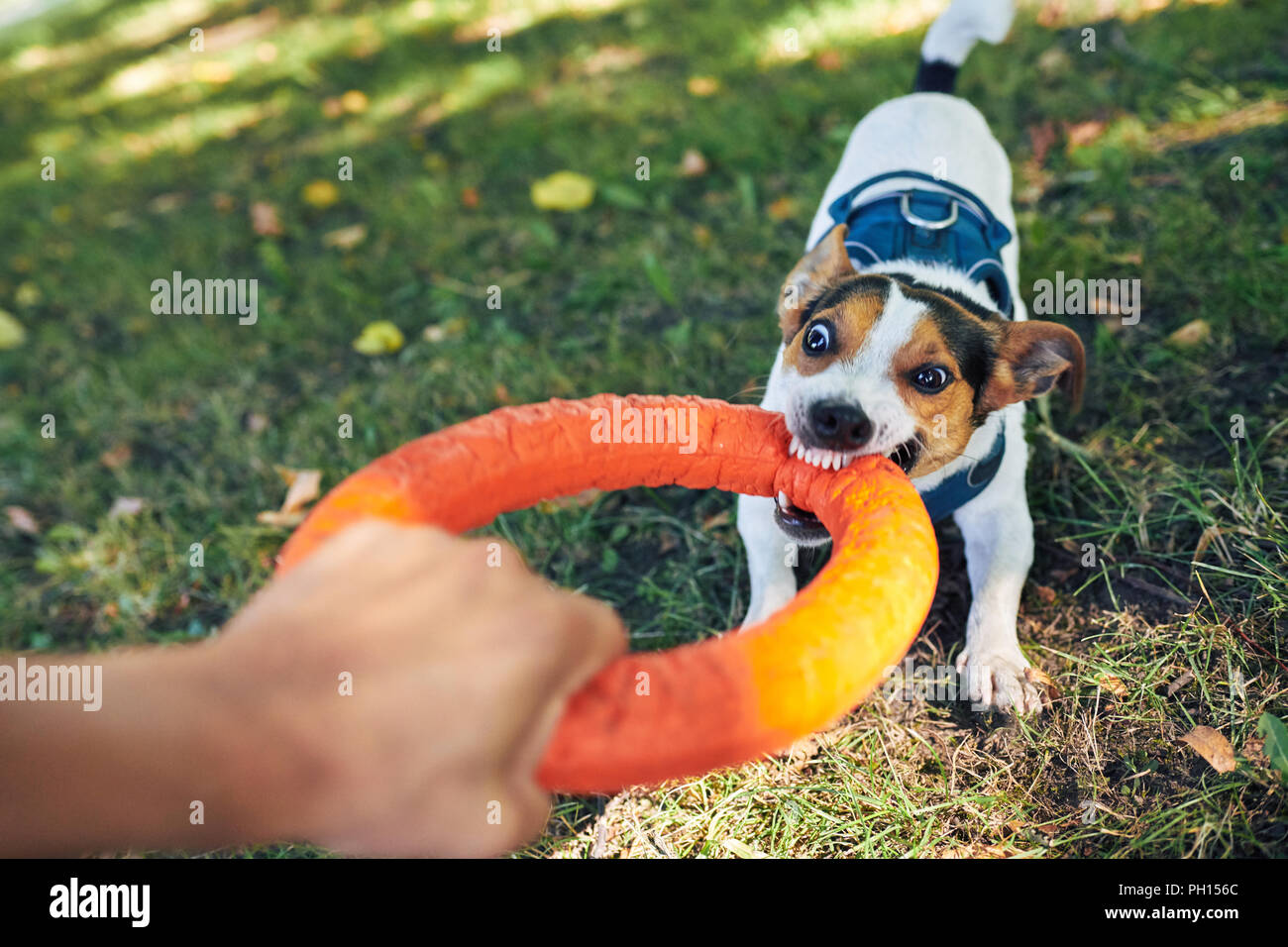 Crop hand playing with dog Stock Photo - Alamy