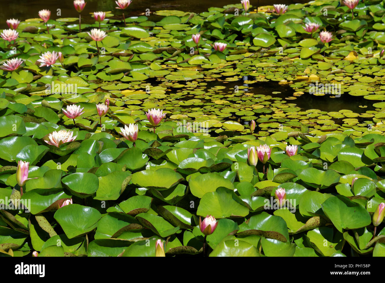 Nymphaea is a genus of hardy and tender aquatic plants in the family ...