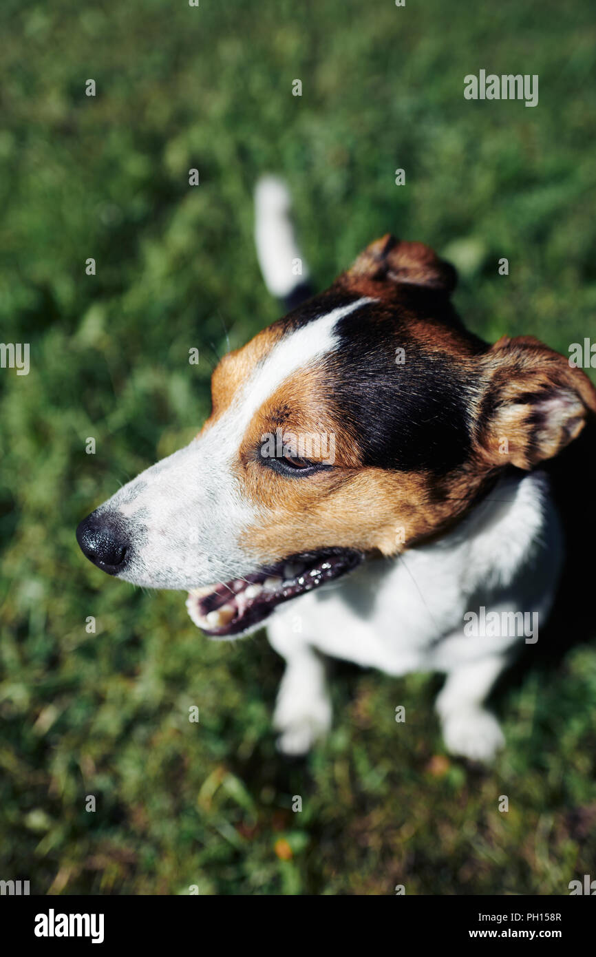 Funny sitting dog hi-res stock photography and images - Alamy