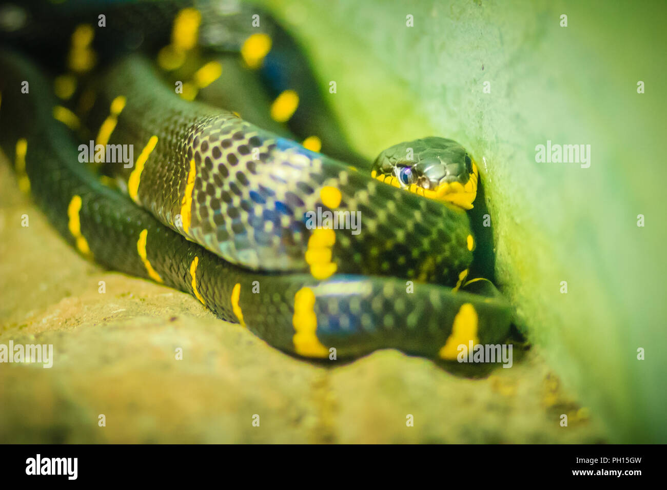 Scary Boiga dendrophila, commonly called the mangrove snake or gold ...