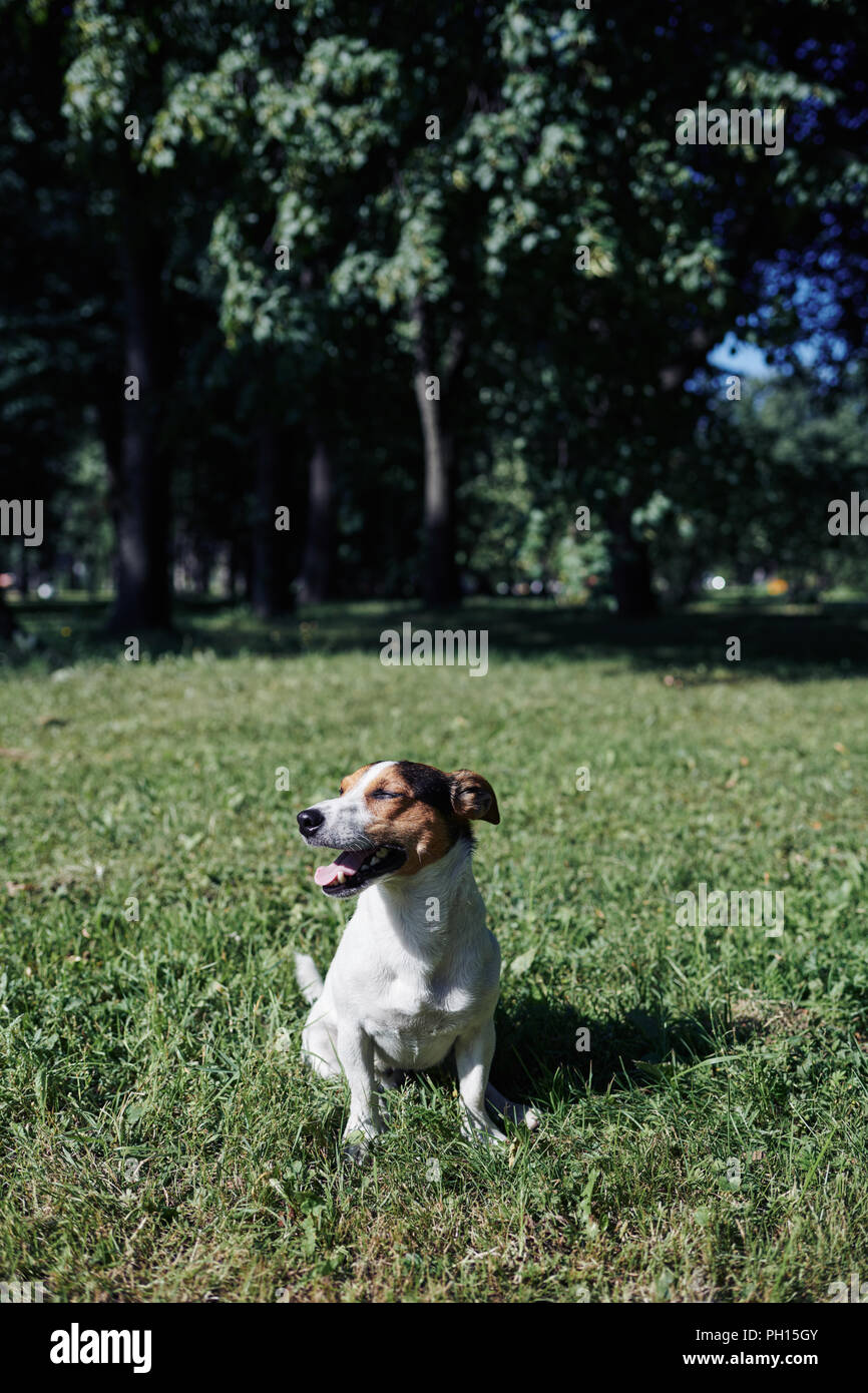 Funny dog sitting in park Stock Photo - Alamy