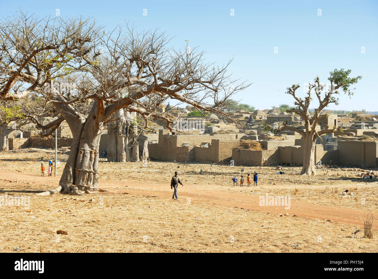 Baobabs at Sangha in the Bandiagara escarpment. Dogon Country. Mali ...