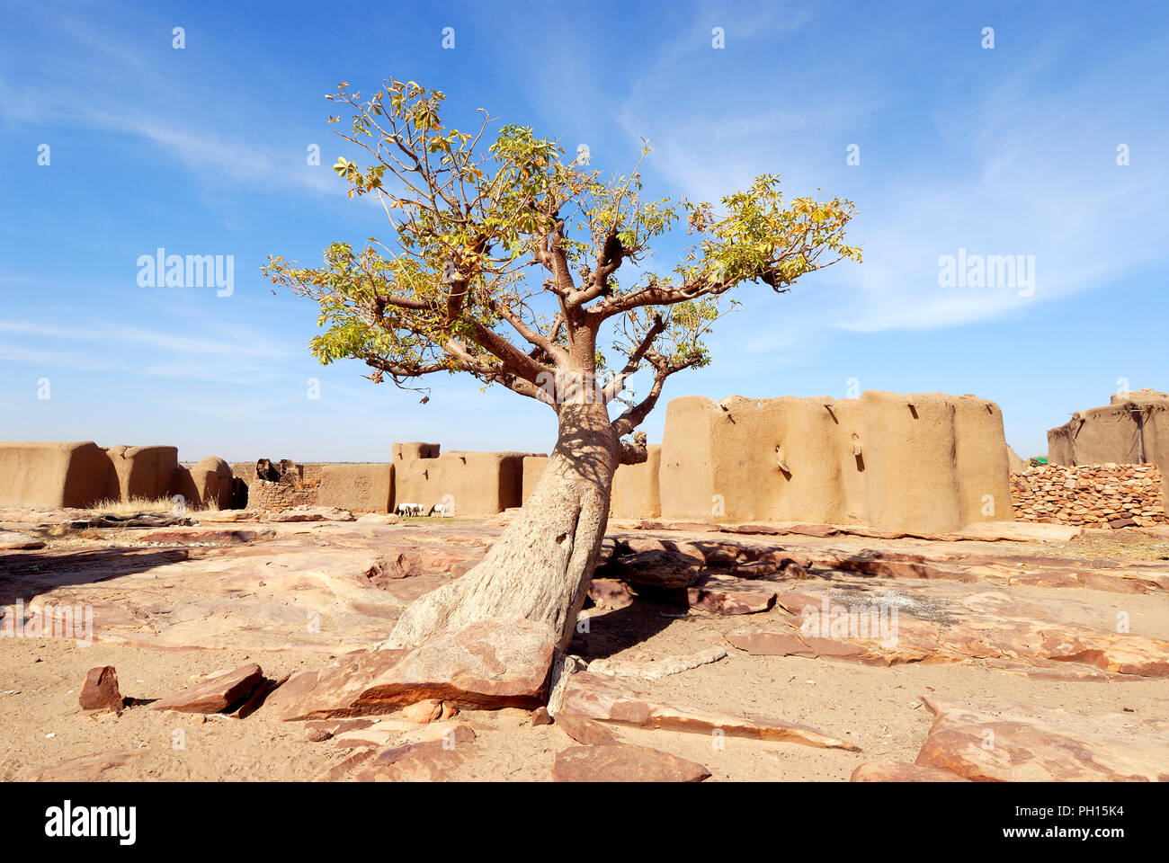 Sacred baobab at Sangha in the Bandiagara escarpment. Dogon Country ...