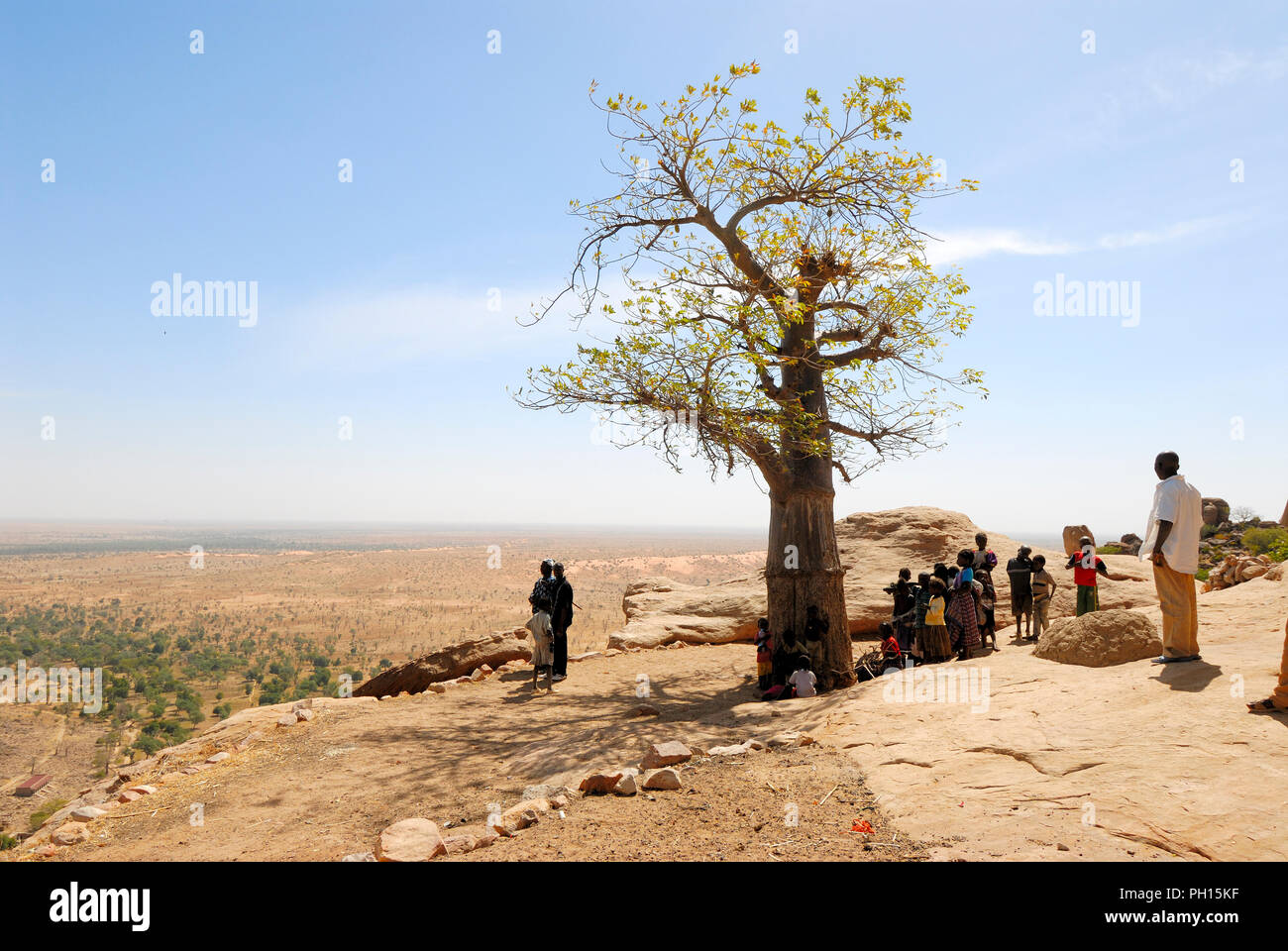 Sacred baobab at Bongo in the Bandiagara escarpment. Dogon Country ...