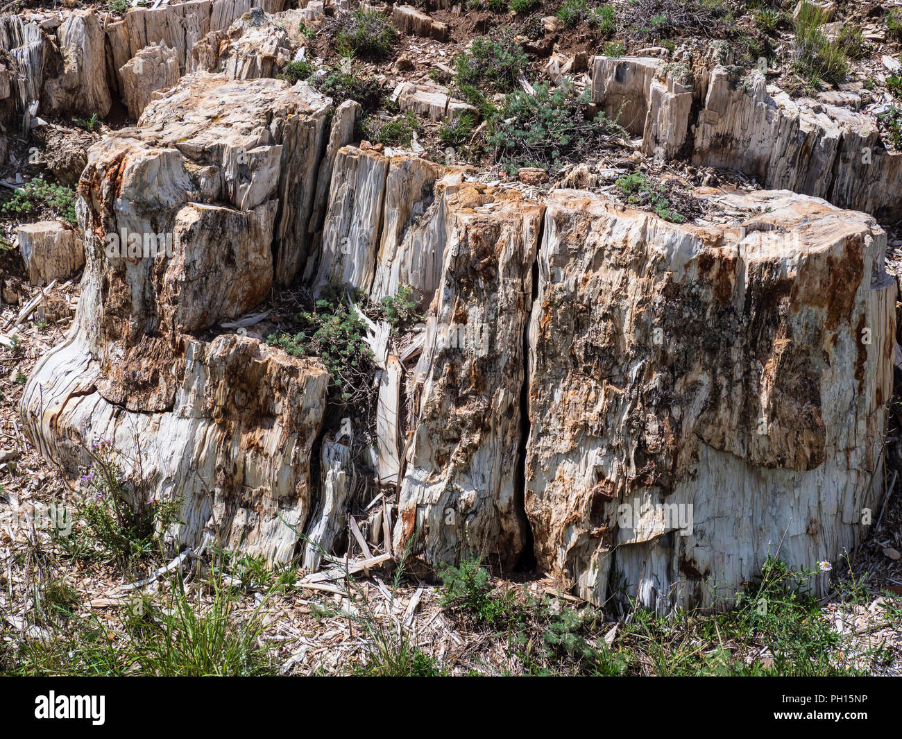 Petrified redwood stump on the Petrified Forest Loop trail, Florissant ...