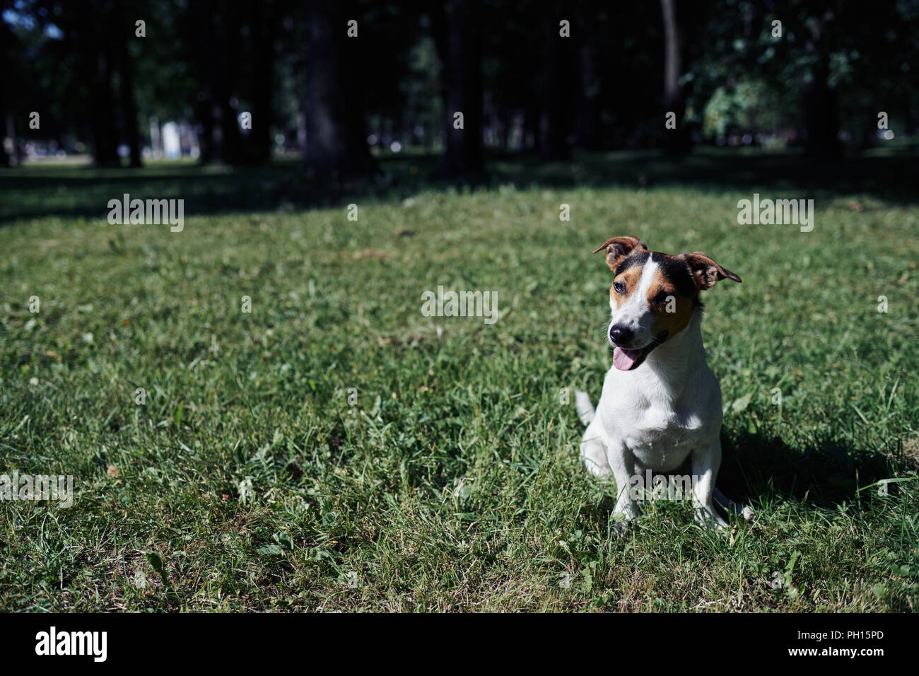 Cute dog sitting on lawn Stock Photo - Alamy