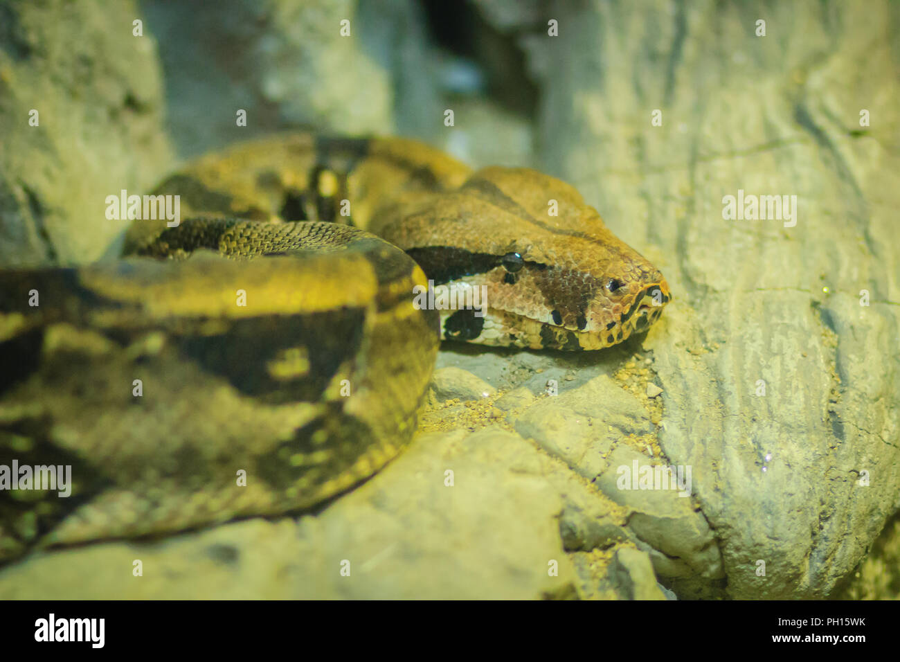 The boa constrictor (Boa constrictor), also called the red-tailed boa ...