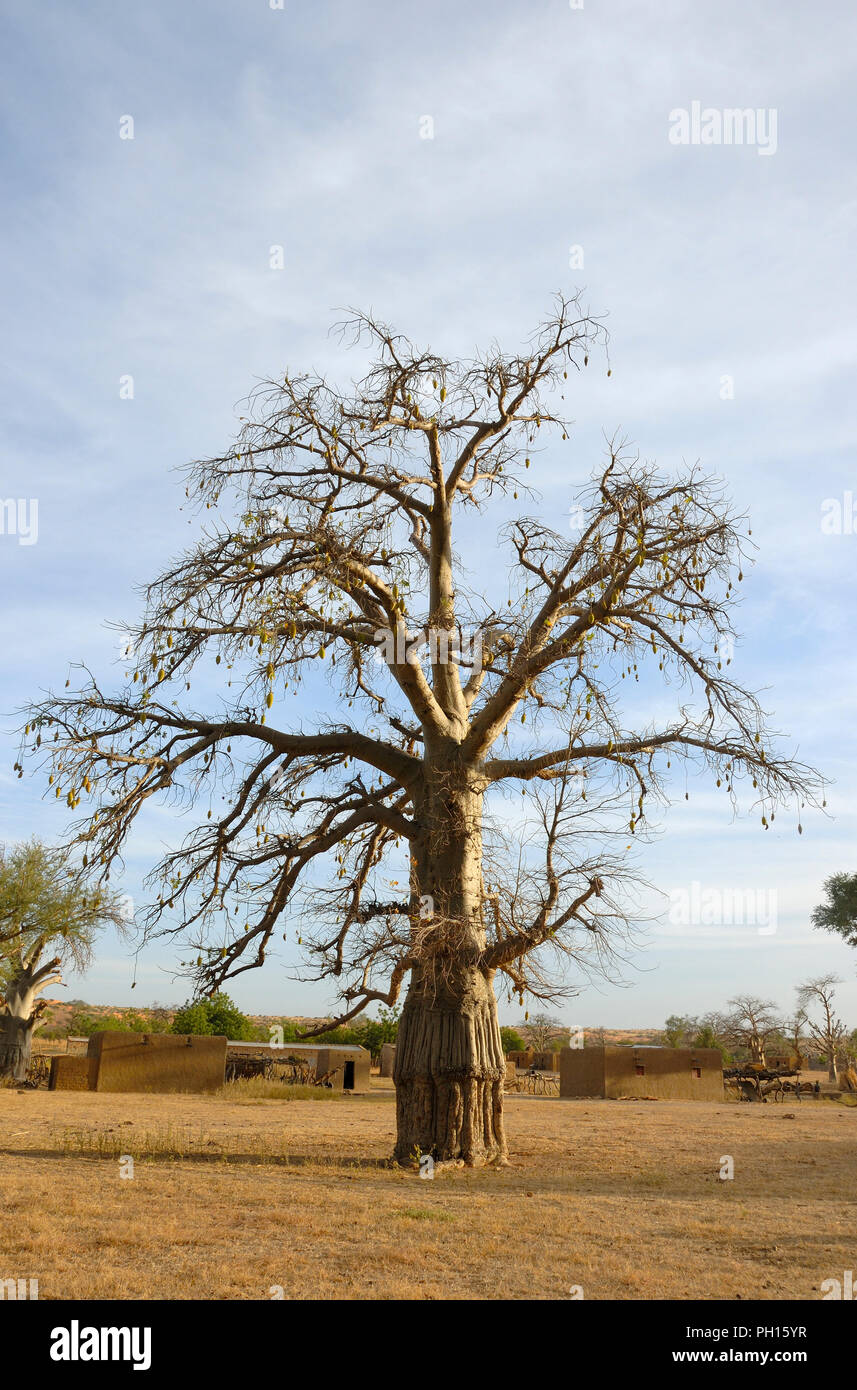 Sacred baobab tree hi-res stock photography and images - Alamy