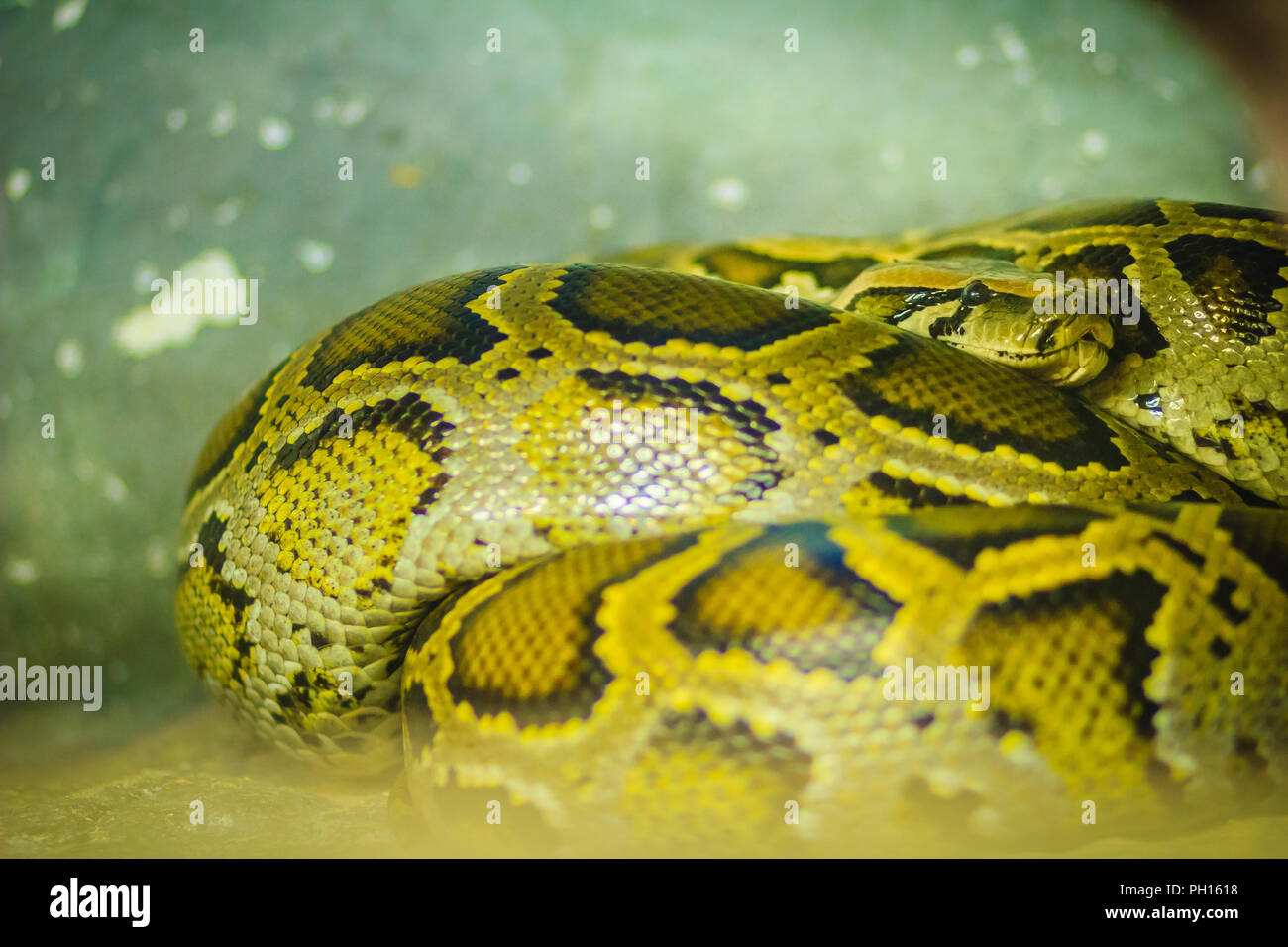 The Burmese python (Python bivittatus) is one of the five largest ...