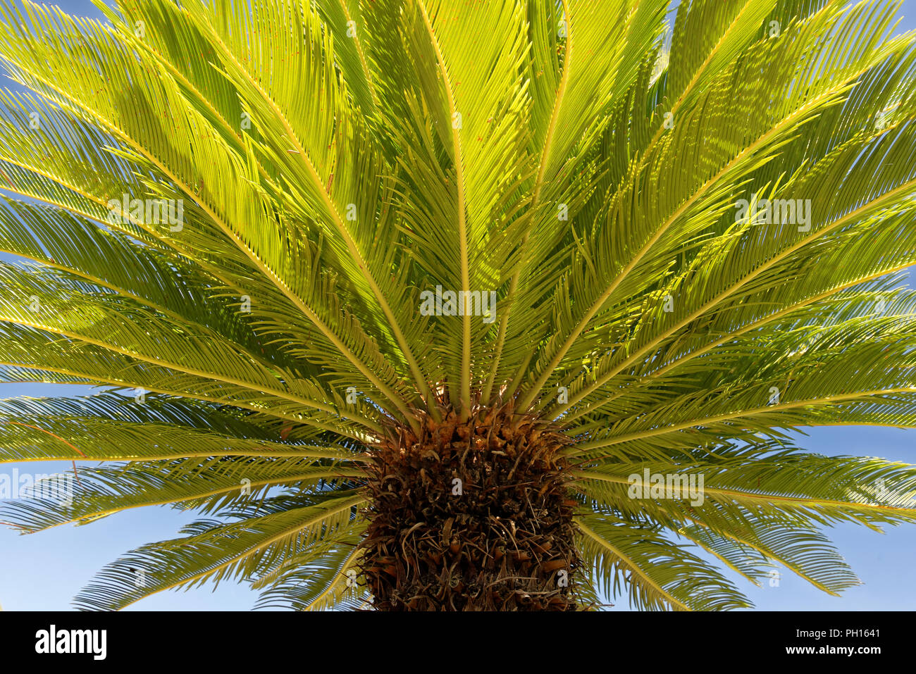 Cycas revoluta, sago palm, king sago, sago cycad, Japanese sago palm ...