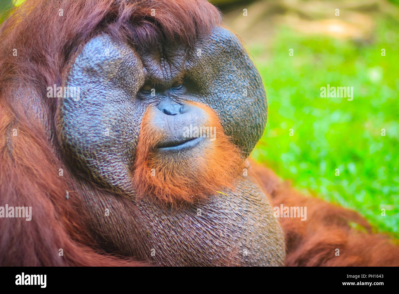 Male has large cheek pads hi-res stock photography and images - Alamy