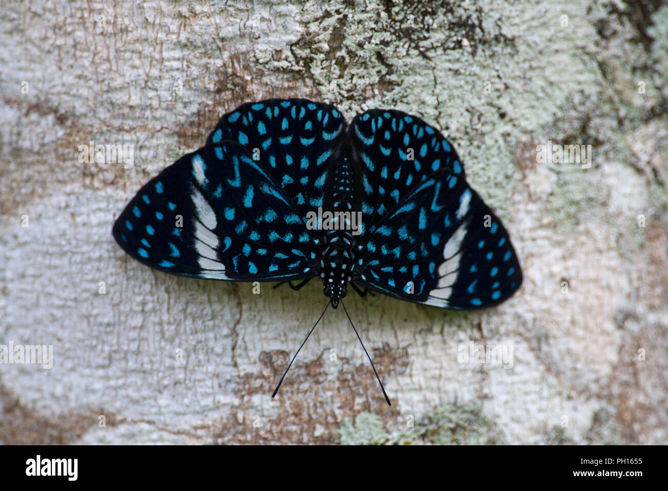 Red Cracker Butterfly, Hamadryas amphinome, single adult resting on ...